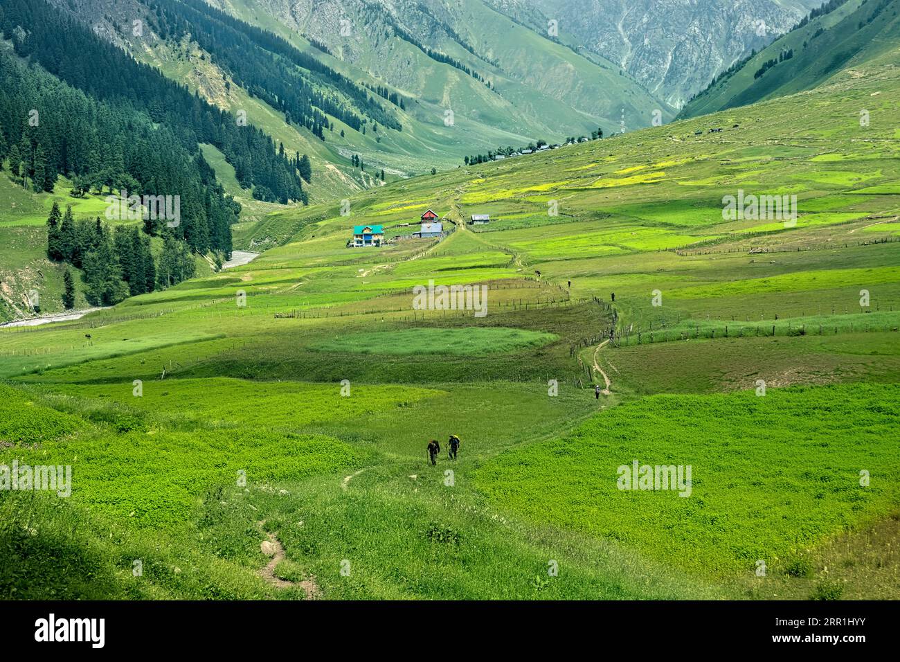 Trekking through the beautiful verdant Warwan Valley, Kashmir, India ...