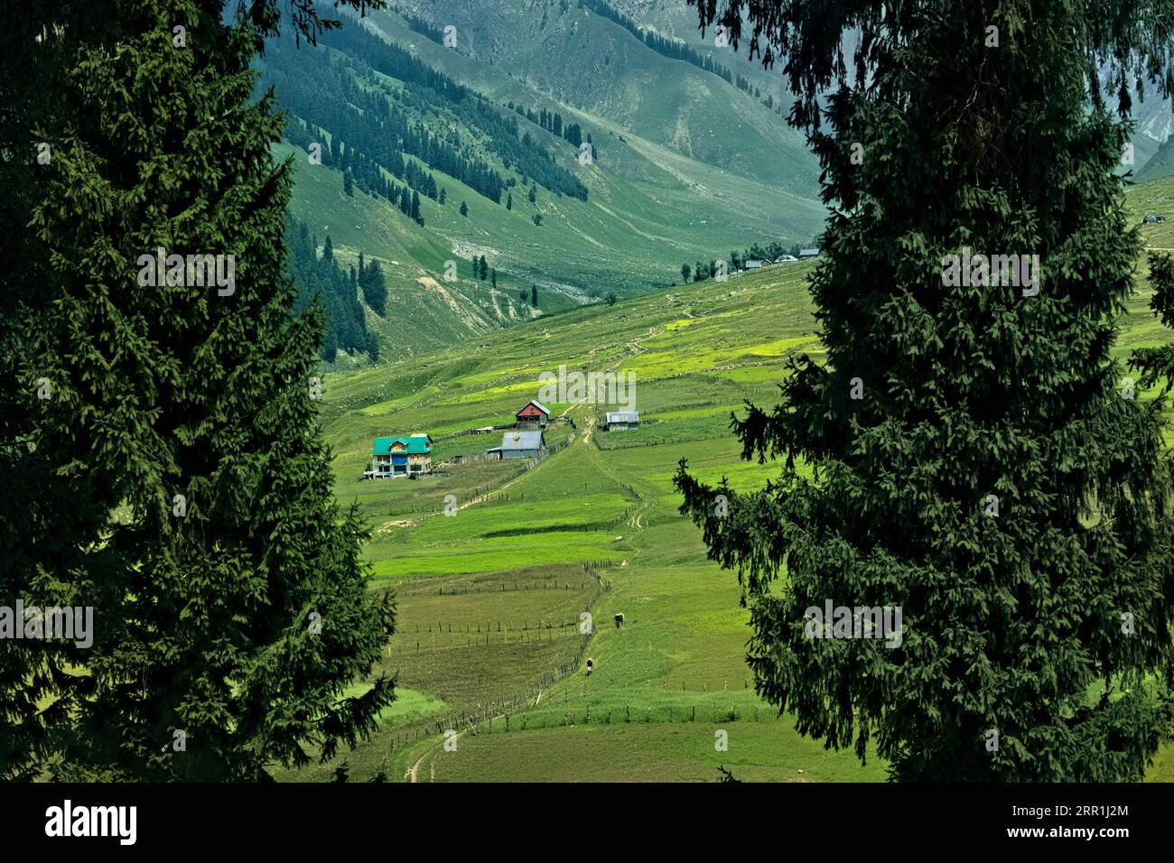 Trekking through the beautiful verdant Warwan Valley, Kashmir, India ...