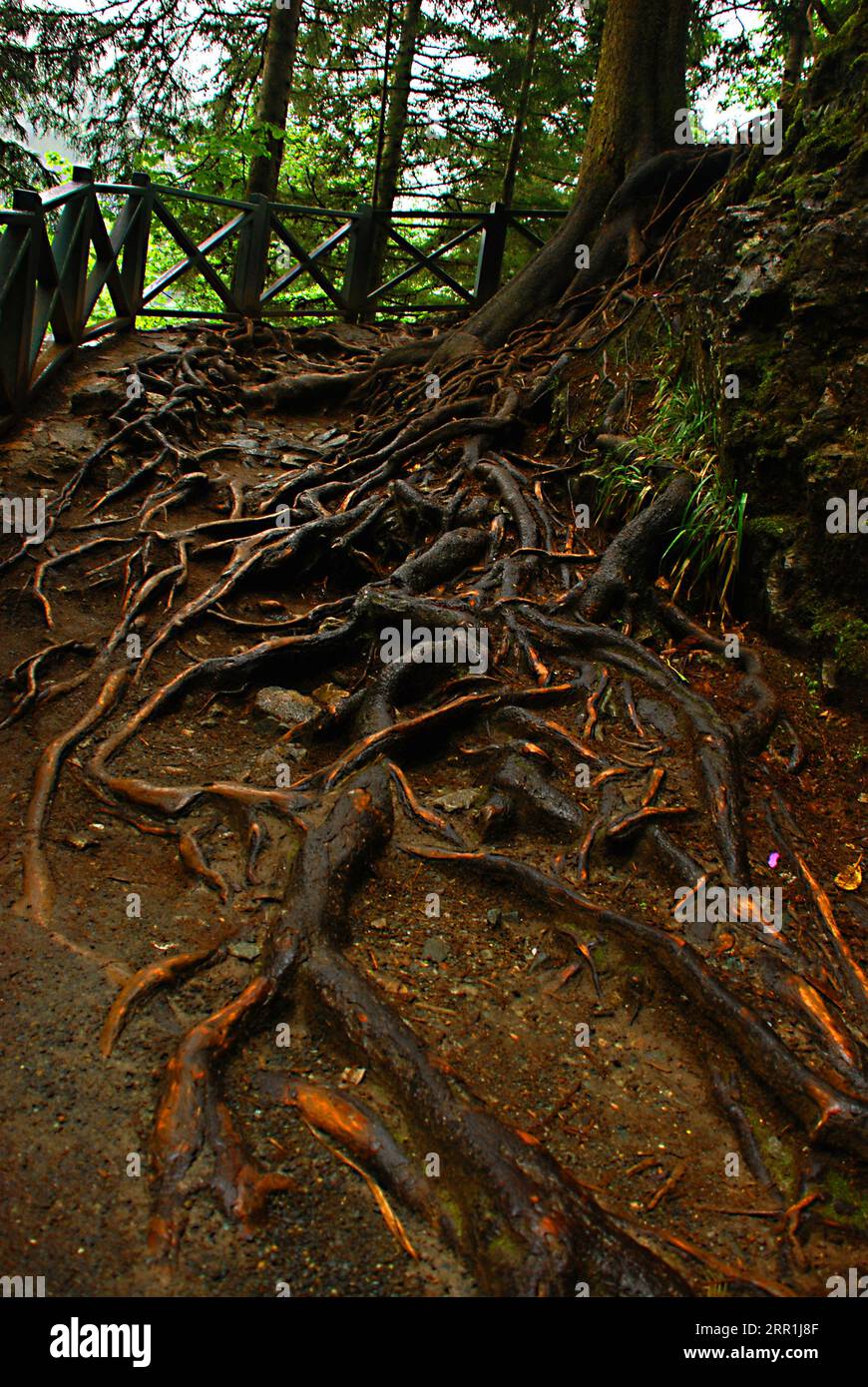 Old tree roots out of ground hi-res stock photography and images - Alamy