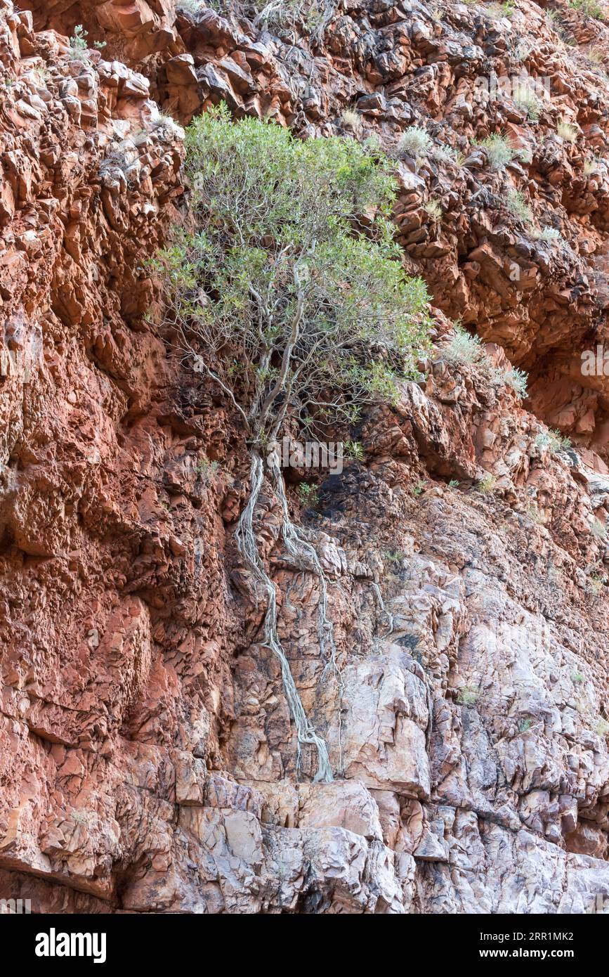 Ficus brachypoda hi-res stock photography and images - Alamy