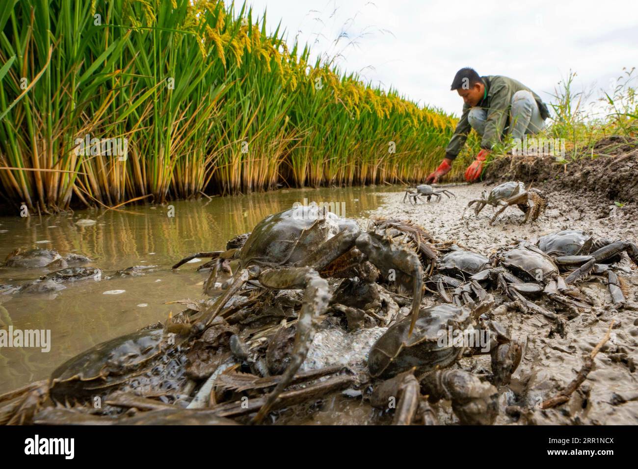 Crabs development hi-res stock photography and images - Alamy