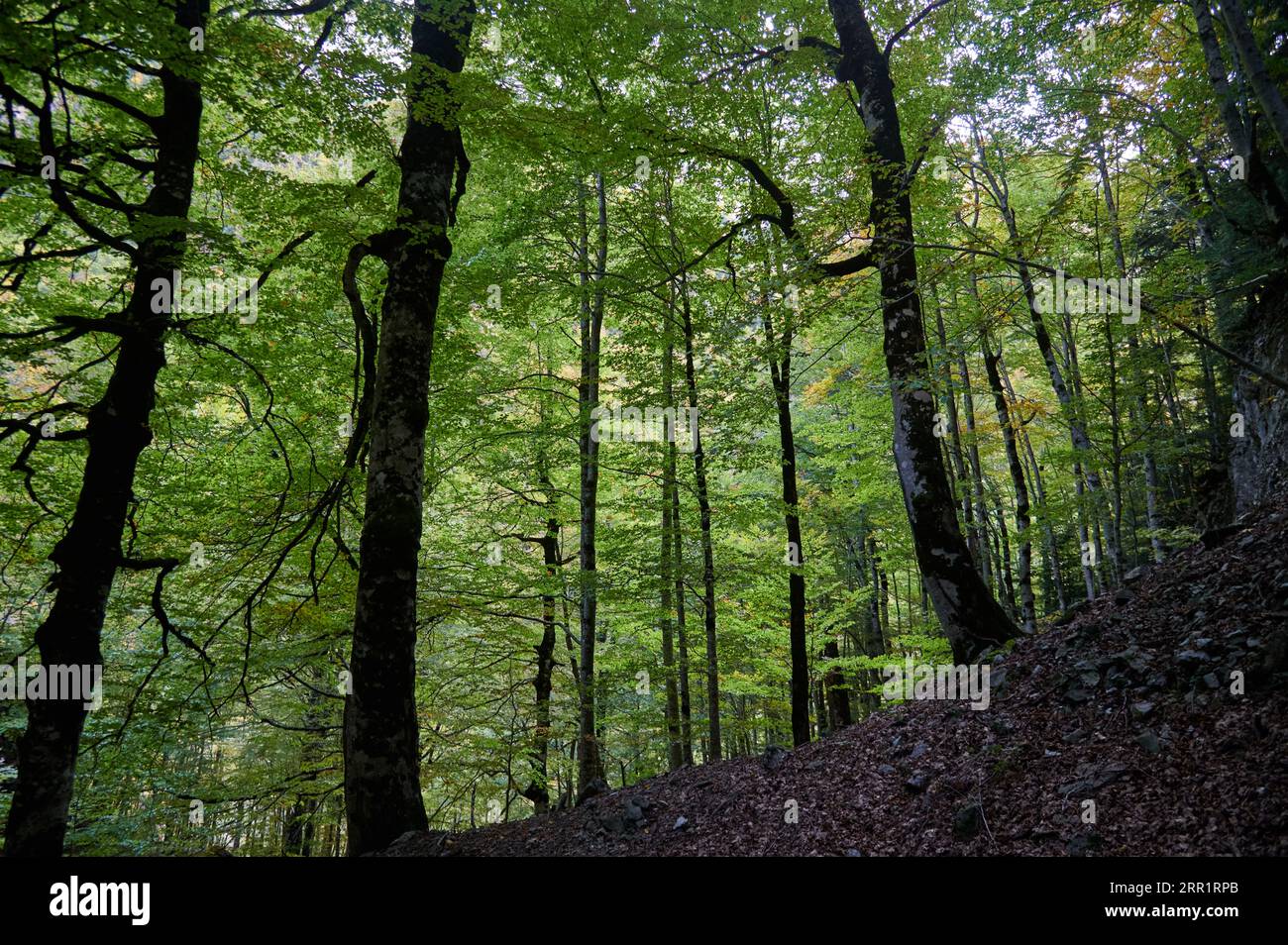 High angle of trees with lush green foliage growing in dense woods ...