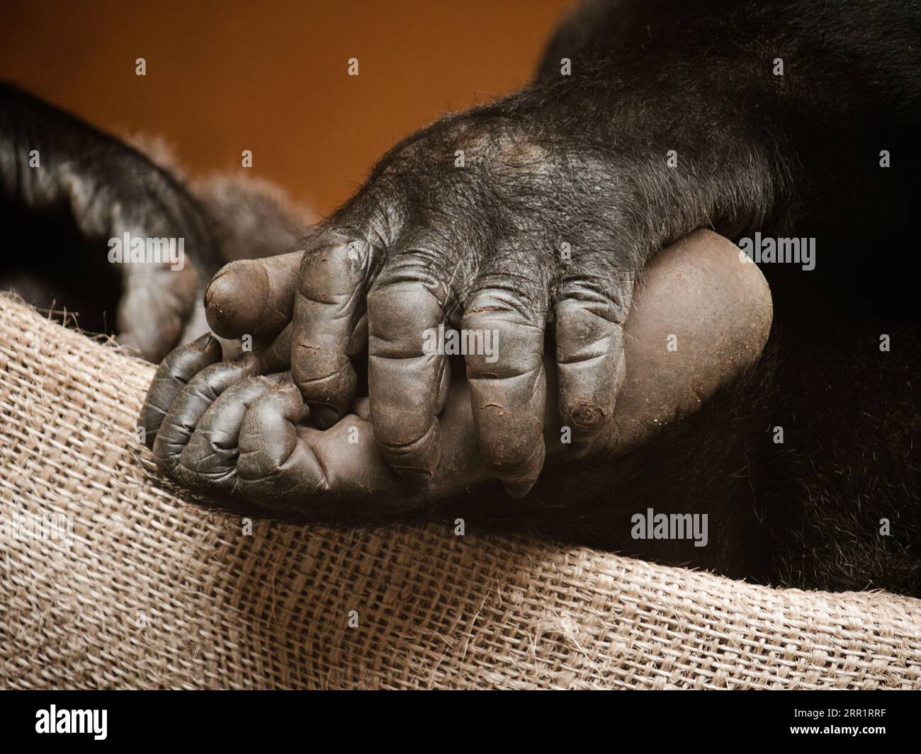 Closeup of chimpanzees holding hands while resting in forest during ...