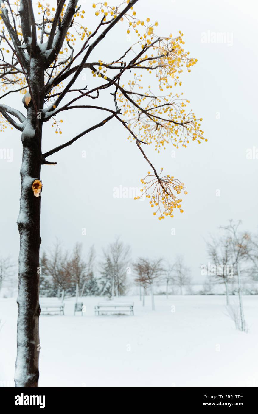Dry tree with wavy branches covered with snow on white terrain in city ...