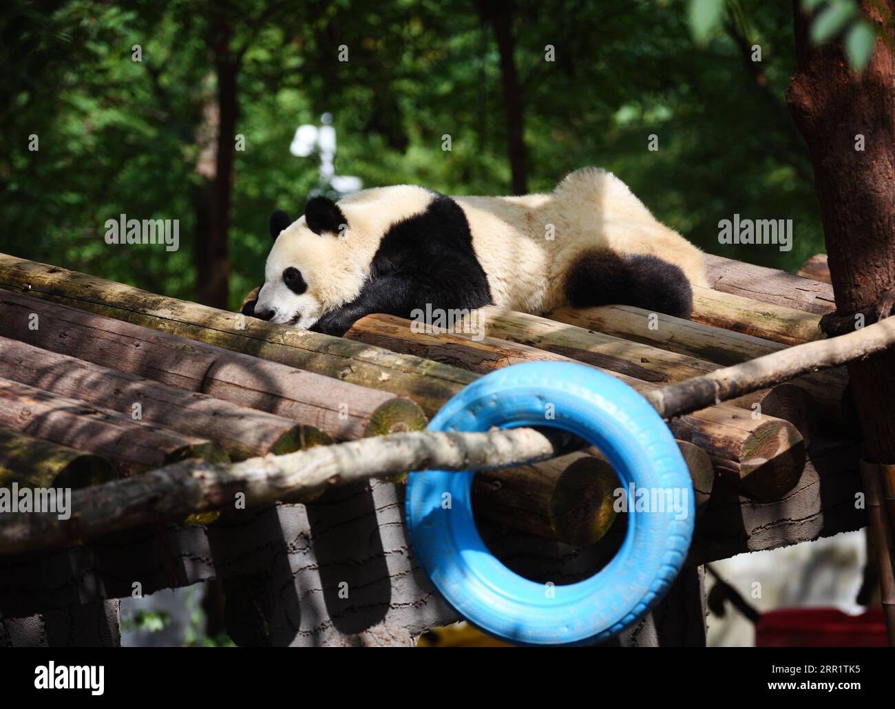 200924 -- XI AN, Sept. 24, 2020 -- A giant panda is seen at the Qinling ...