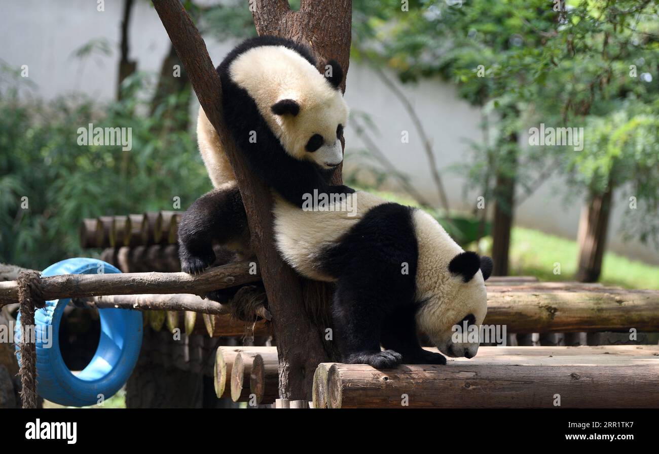 200924 -- XI AN, Sept. 24, 2020 -- Giant pandas are seen at the Qinling ...