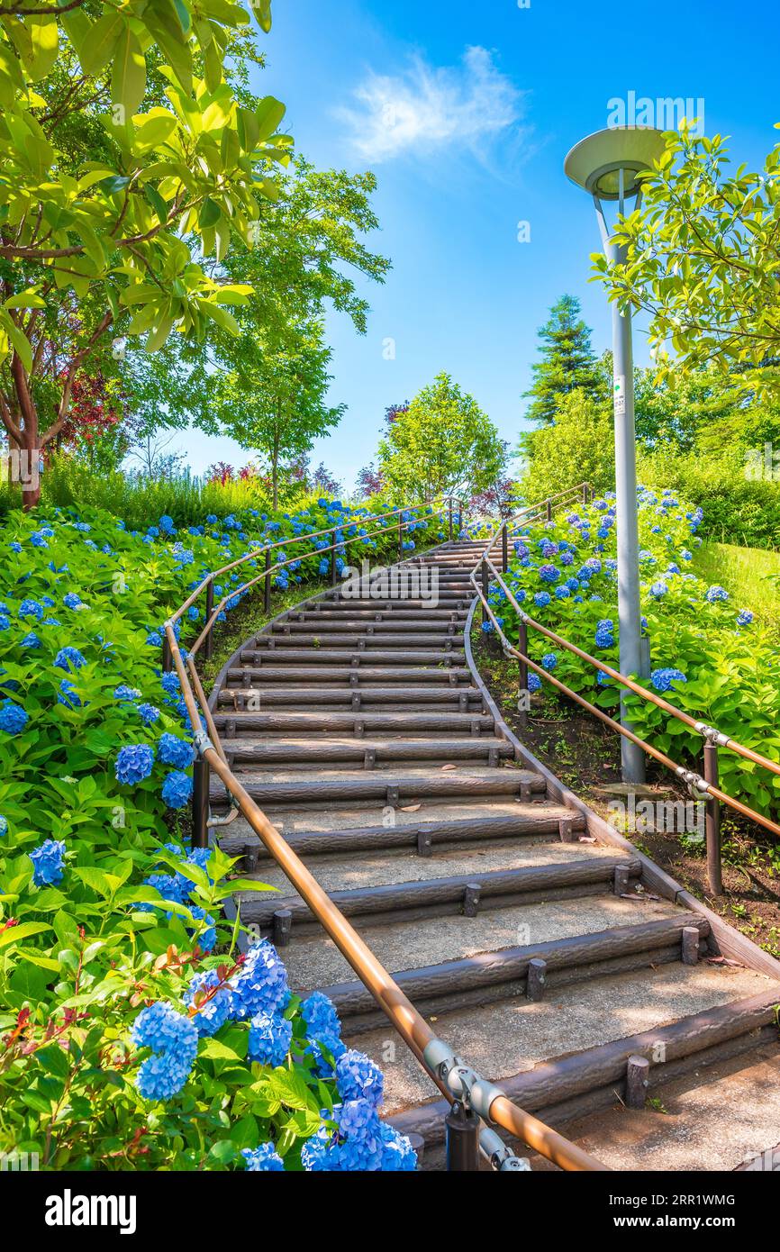 Hydrangea japan forest hi-res stock photography and images - Alamy