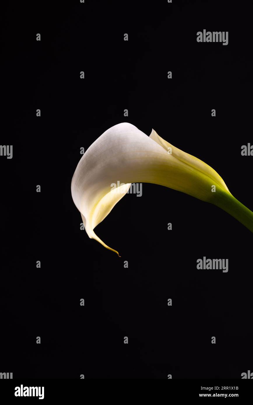 Vertical image of white kalia flower and copy space on black background ...
