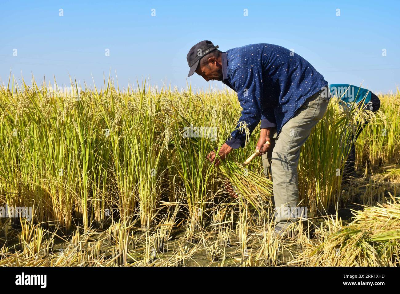200925 -- YOPURGA, Sept. 25, 2020 -- Growers harvest saline soil rice ...