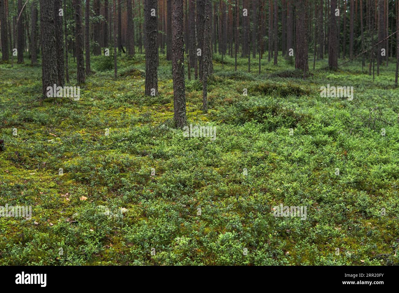 natural landscape, pine boreal forest with moss undergrowth, coniferous ...