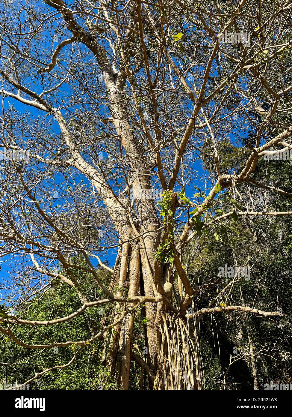 Madagascar, Tsiribihina river, traditional tree Stock Photo - Alamy