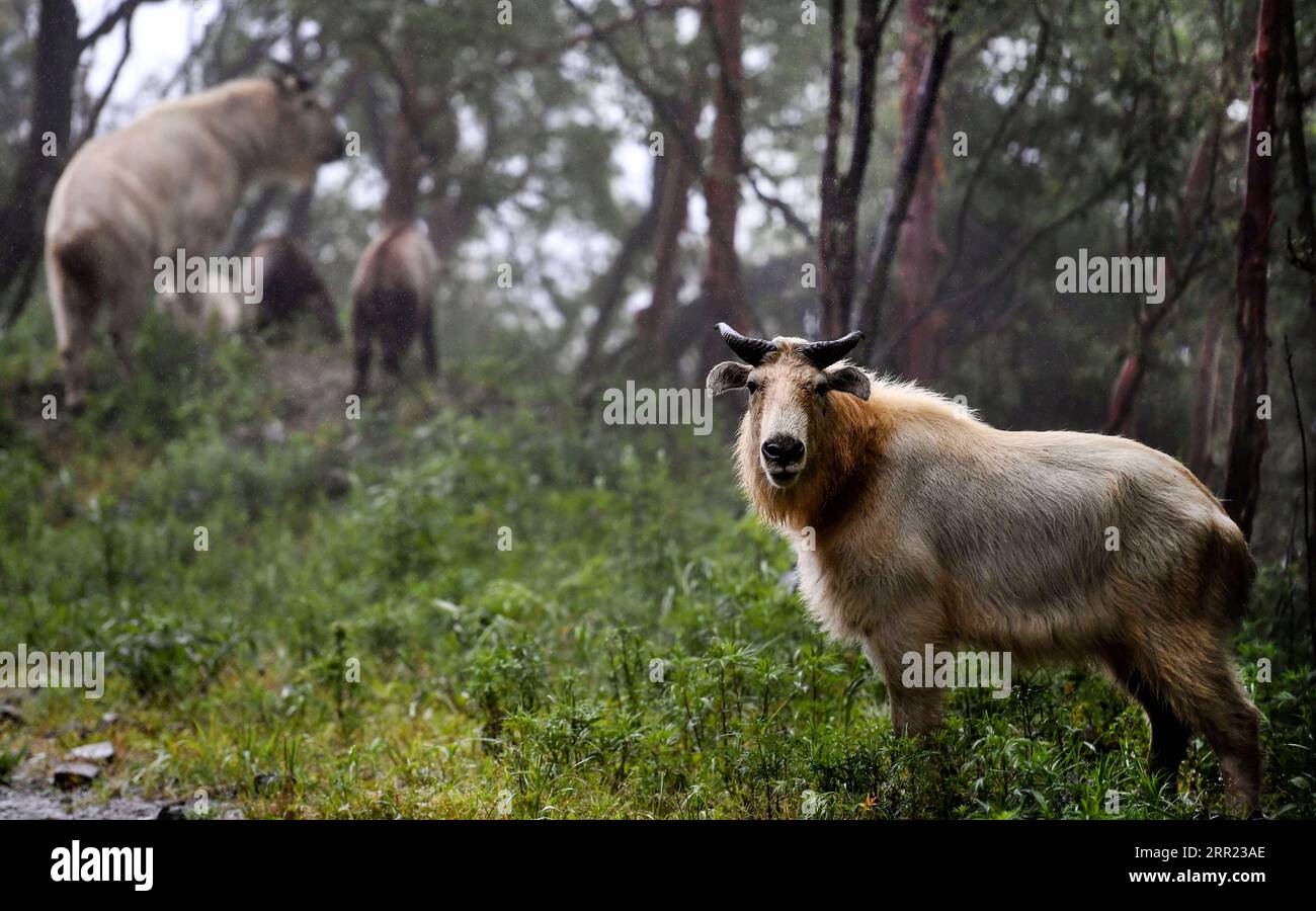 200930 -- BEIJING, Sept. 30, 2020 -- Takins walk in a forest in the ...