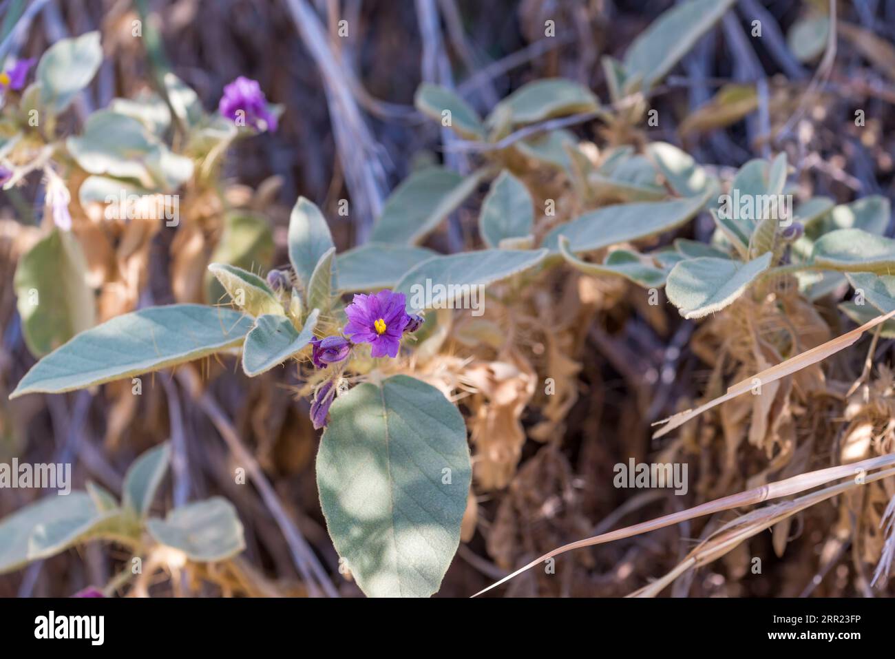 A Bush Tomato or Bush Rasin plant (Solanum ellipticum) growing in ...