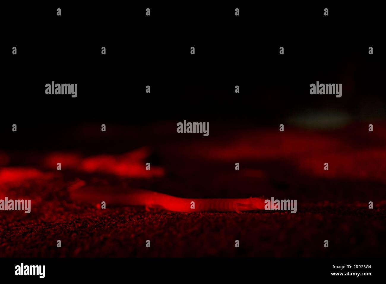 Olm cave hi-res stock photography and images - Alamy
