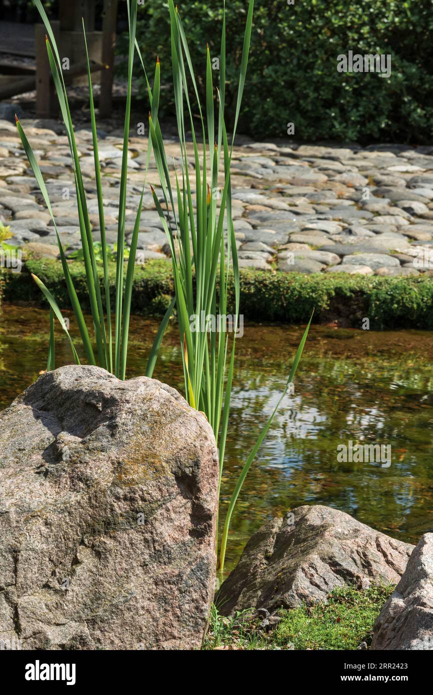 fragment of the design of a Japanese garden with a shore of a reservoir ...