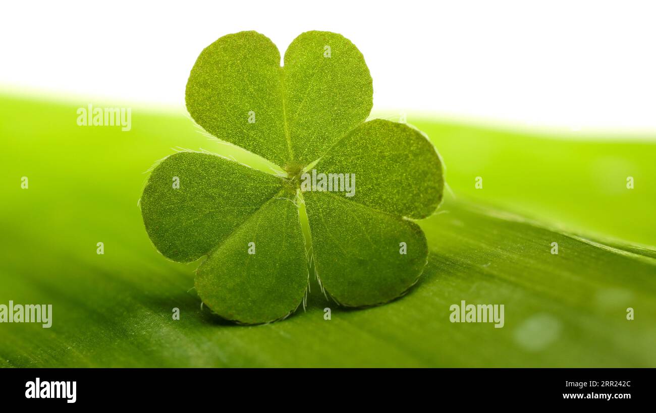 Plantdetails hi-res stock photography and images - Alamy