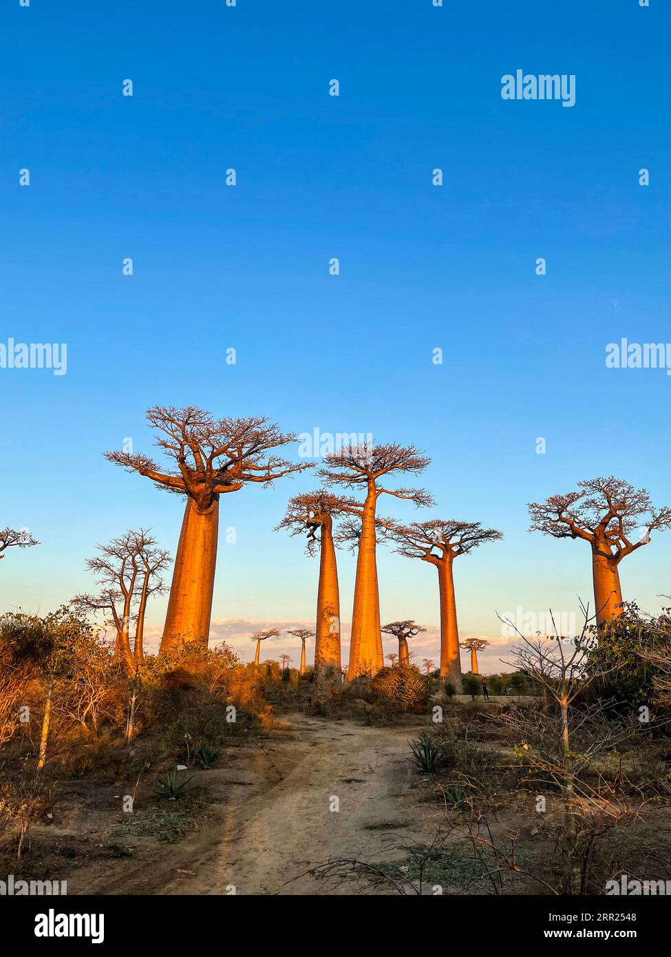 Madagascar baobabs night hi-res stock photography and images - Alamy