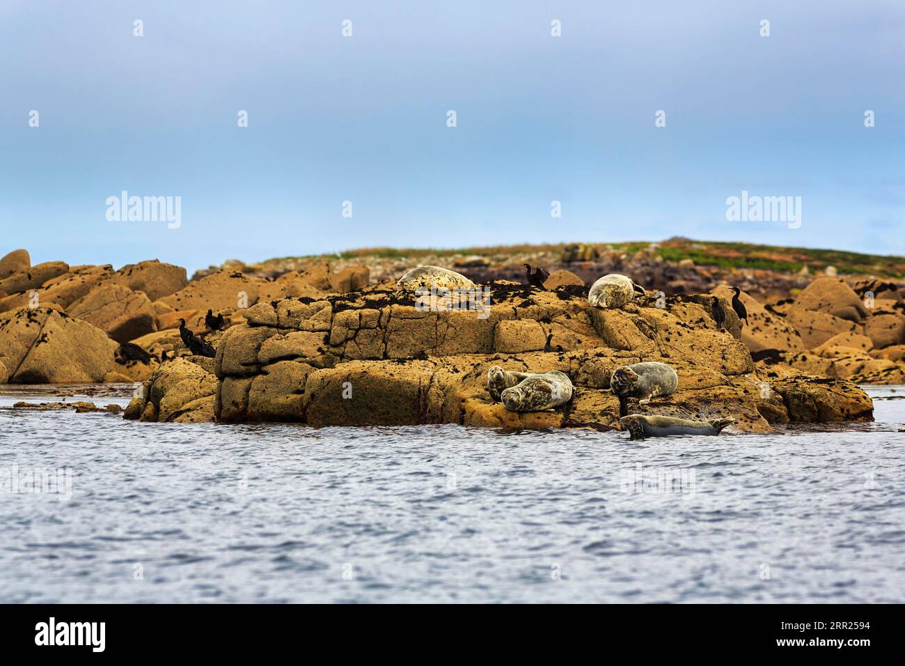 Grey (Halichoerus grypus) seals resting on rocky islands in the sea ...