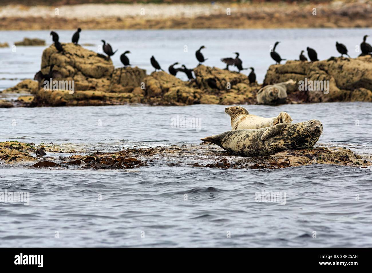 Grey (Halichoerus grypus) seals resting on rocky islands in the sea ...