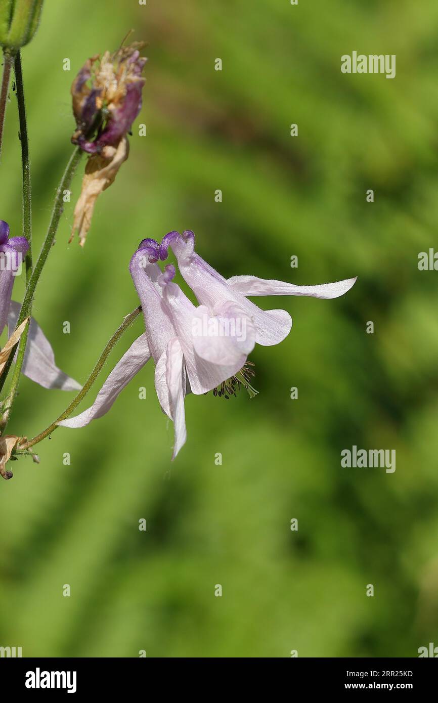 European columbine (Aquilegia vulgaris), white flower at the edge of a ...