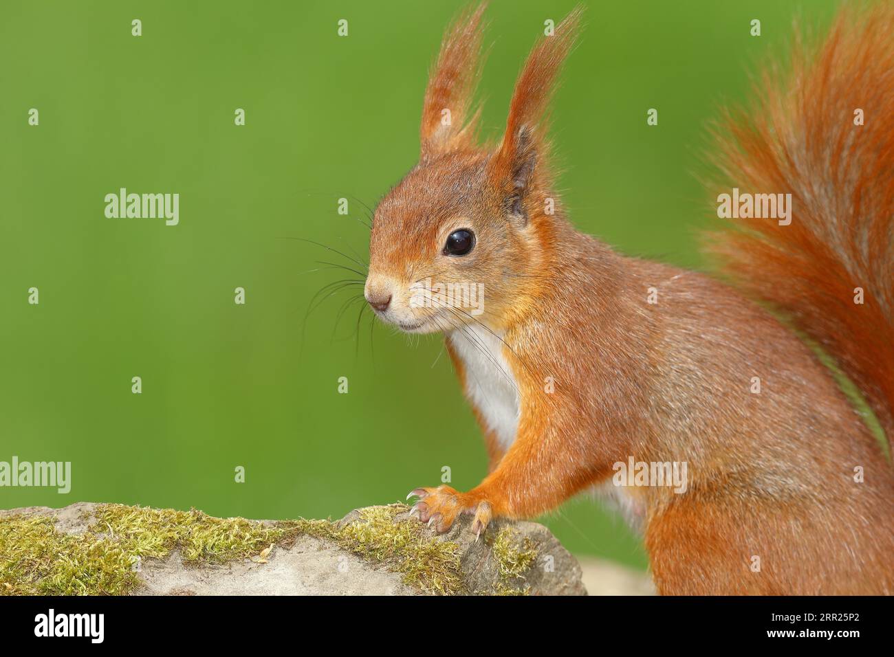 Eurasian red squirrel (Sciurus vulgaris), on stone overgrown with moss ...