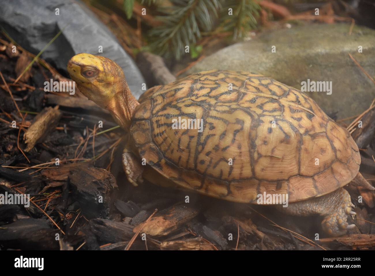 Eastern box turtle shell pattern hi-res stock photography and images ...