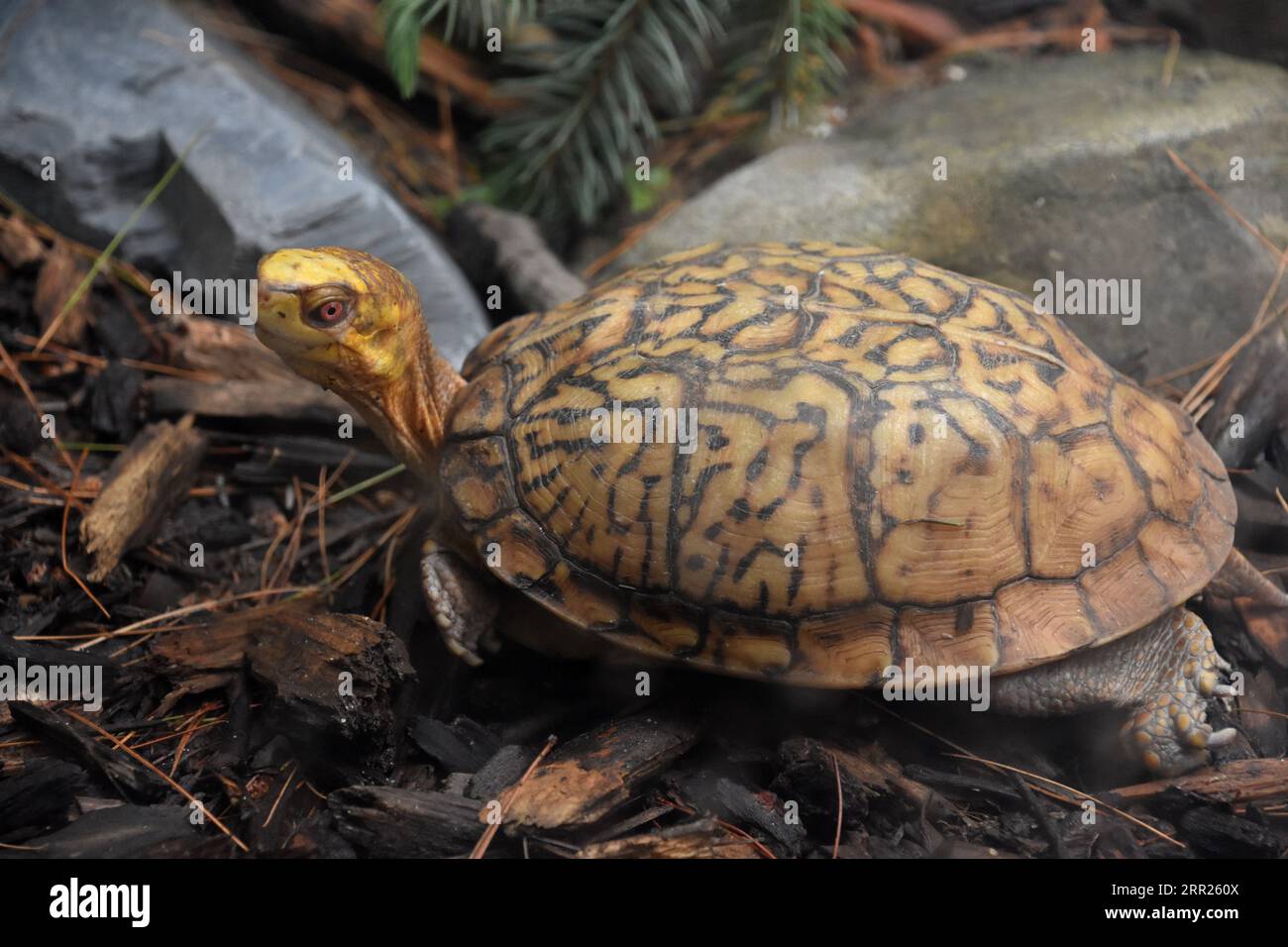 Patterned turtle hi-res stock photography and images - Alamy