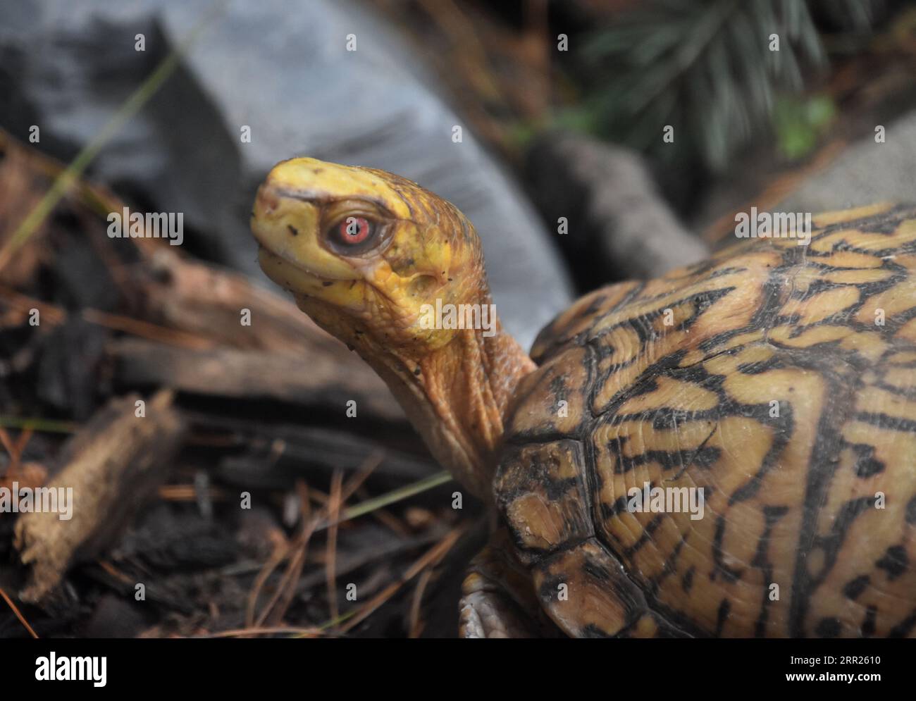 Eastern box turtle shell pattern hi-res stock photography and images ...