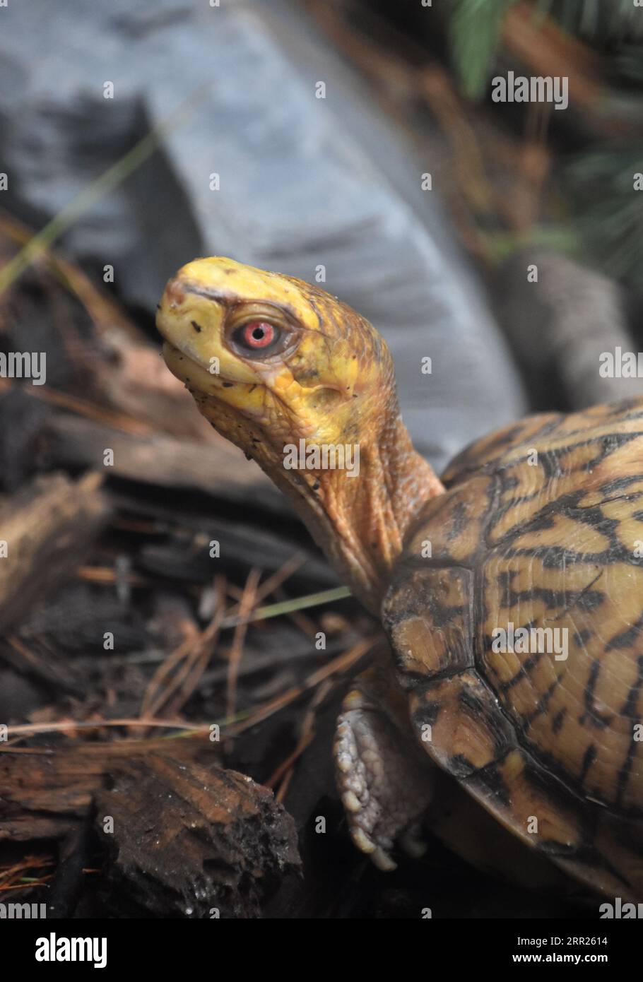 Fantastic golden head on an Eastern Box Turtle in the wild Stock Photo ...