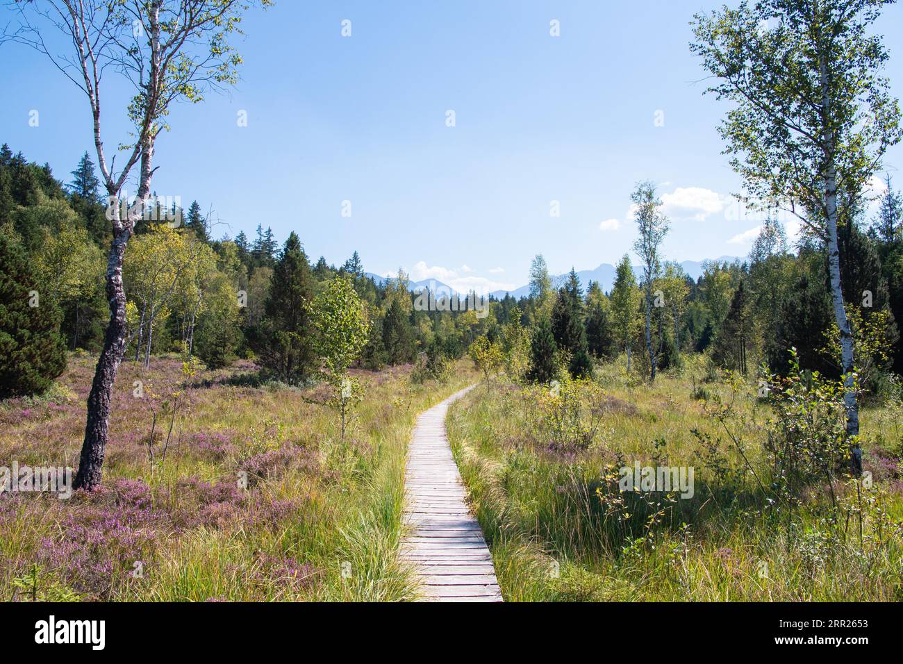 Murnauer moss, wooden plank path through moor in front of Alpine ...