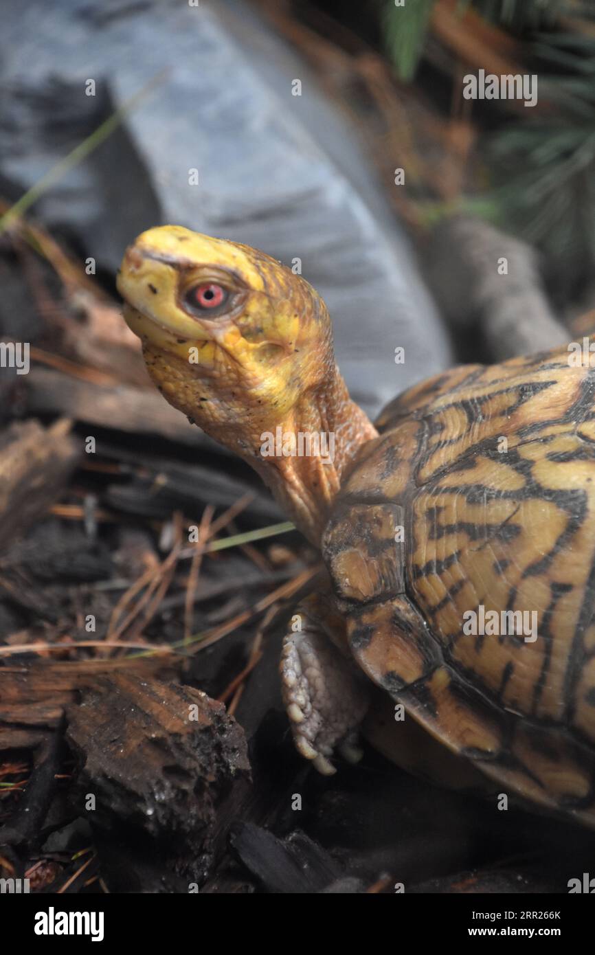 Eastern box turtle side profile with a pattern on his shell Stock Photo ...