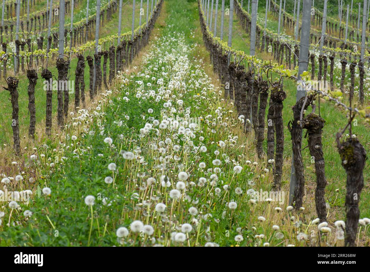 Withered common dandelion (Taraxacum) between the vines, Baden ...