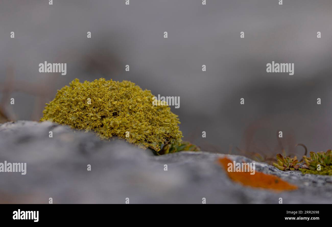 Lichen close hi-res stock photography and images - Alamy
