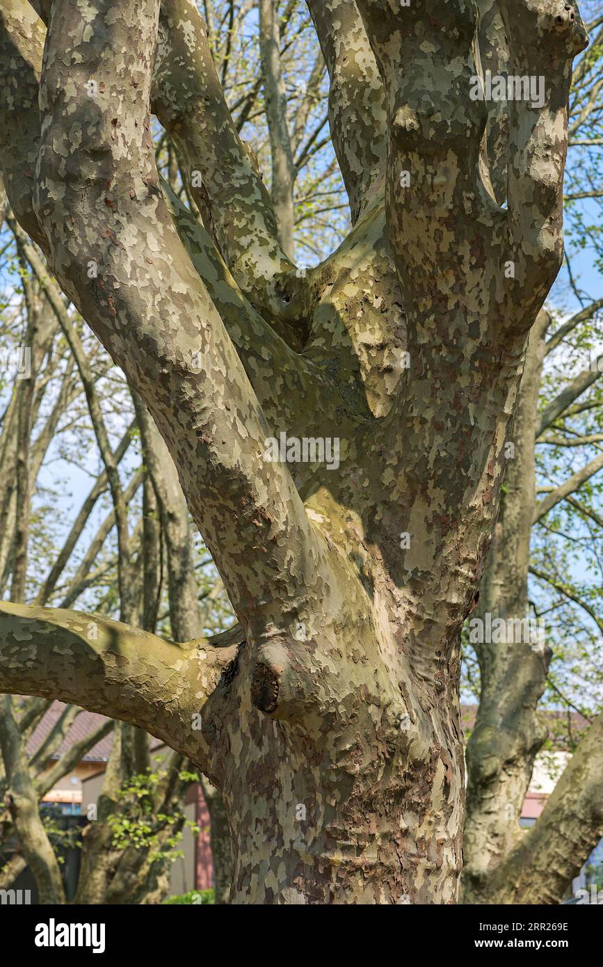 Tree trunk of a plane tree (Platanus), Baden-Wuerttemberg, Germany ...
