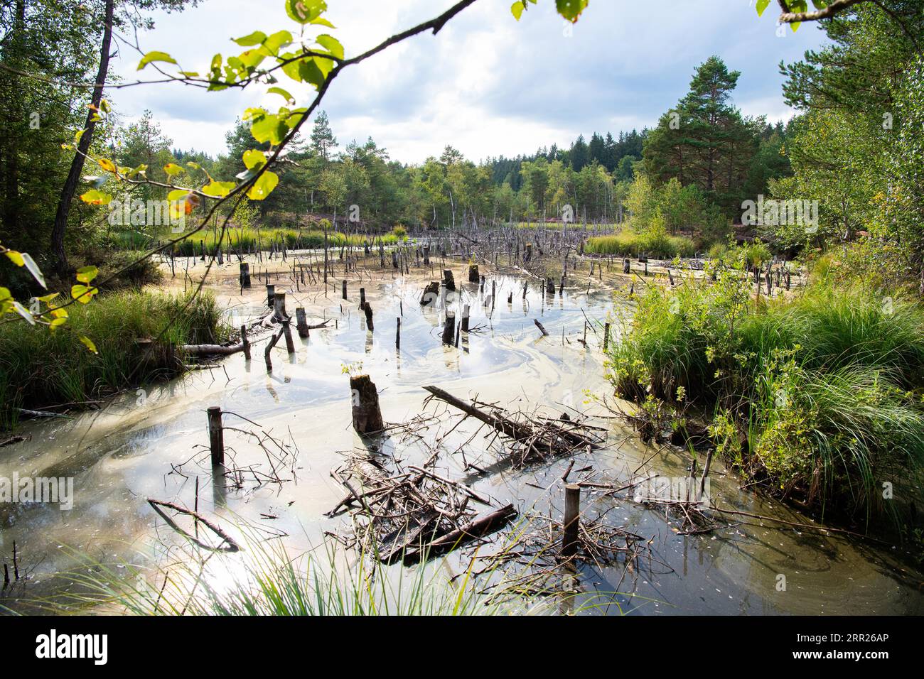 View of bog waters, dead trees in the bog, Spatenbraeufilz landscape ...