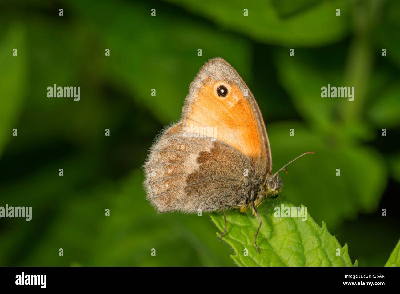 Small hay butterfly (Coenonympha pamphilus) sunning on a nettle leaf ...