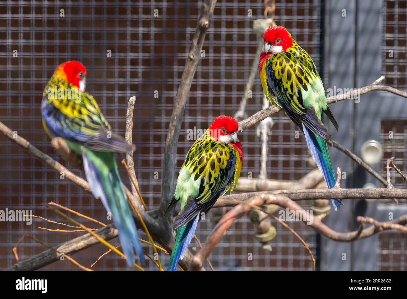 Aviary hi-res stock photography and images - Alamy