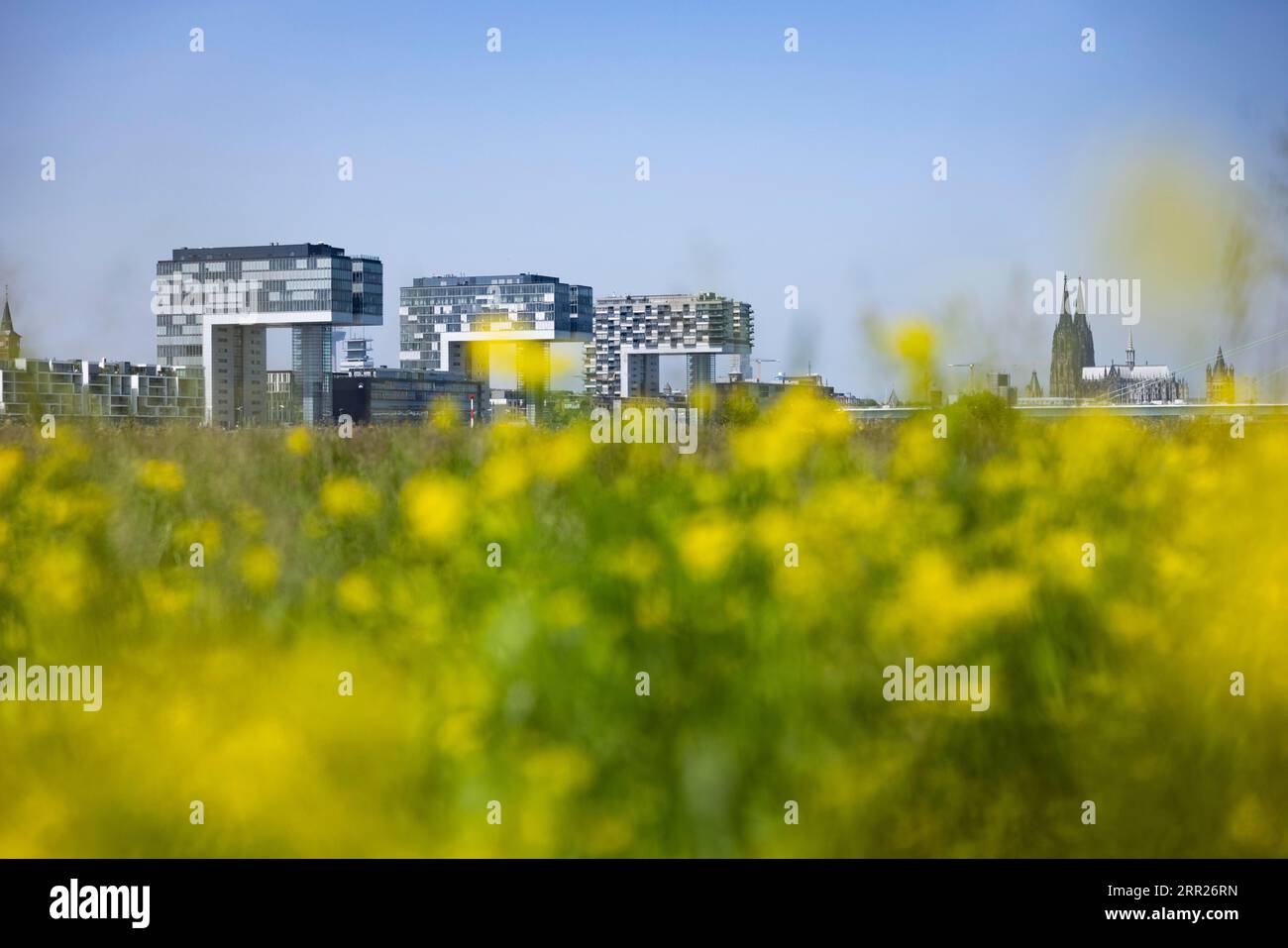 Poller Wiesen, Yellow flowering meadow on the Rhine in front of the crane houses of the ...