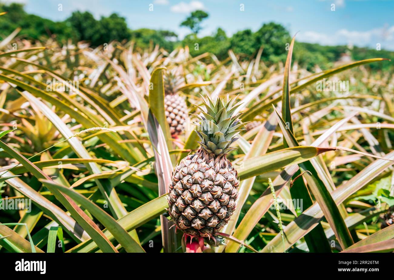 Harvest season and cultivation of pineapples. View of a beautiful ...