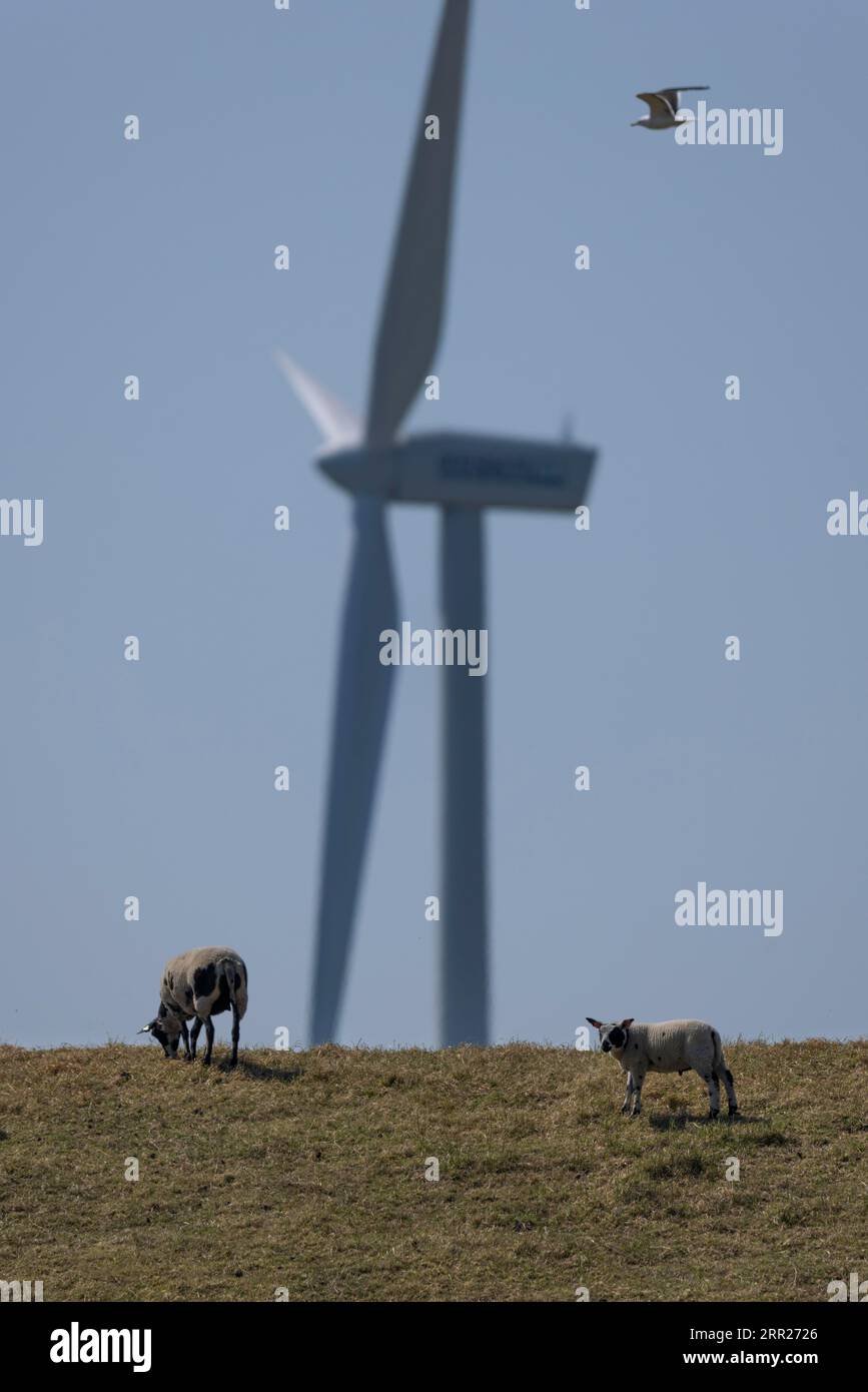 2 sheep, lamb and dam standing on a dike by the sea in front of wind ...