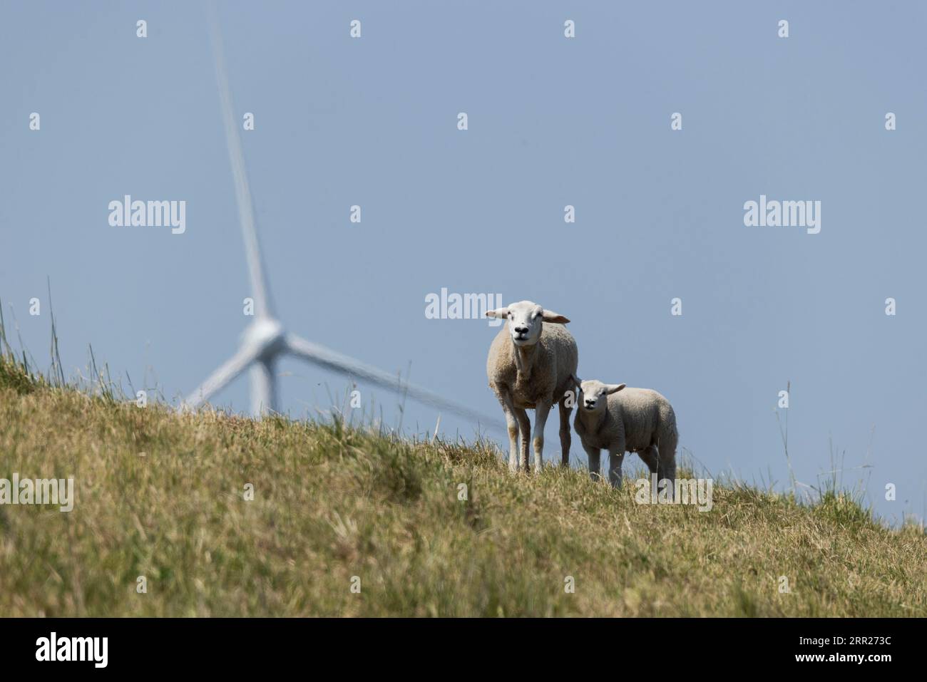 2 sheep, lamb and mother standing in the grass on a dike by the sea in ...