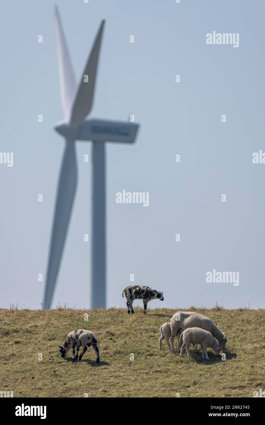 Sheep standing on a dike by the sea in front of a wind turbine for wind ...