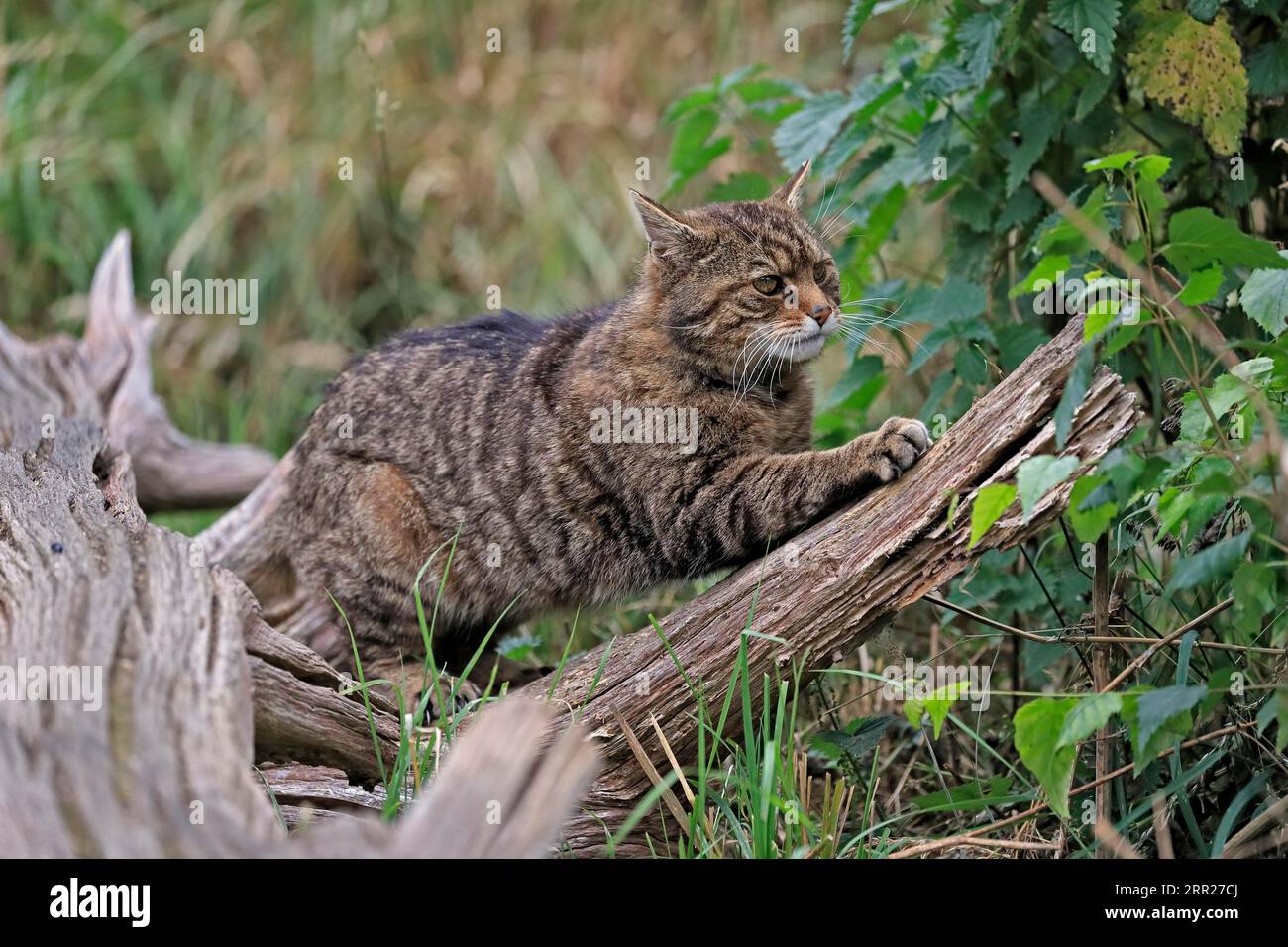Sharpen claws hi-res stock photography and images - Alamy