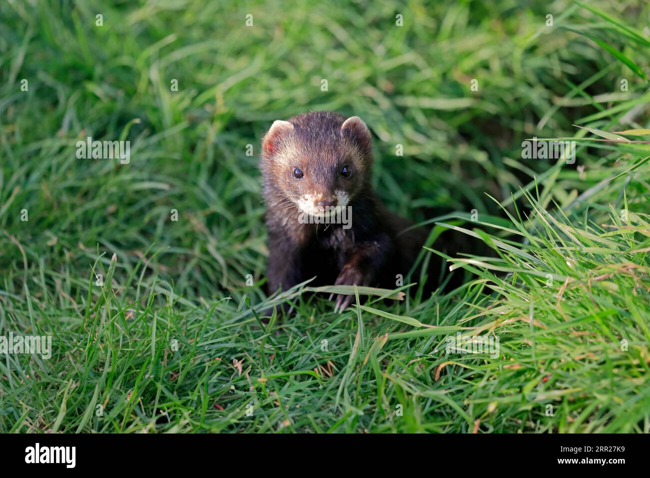 Polecat face hi-res stock photography and images - Alamy