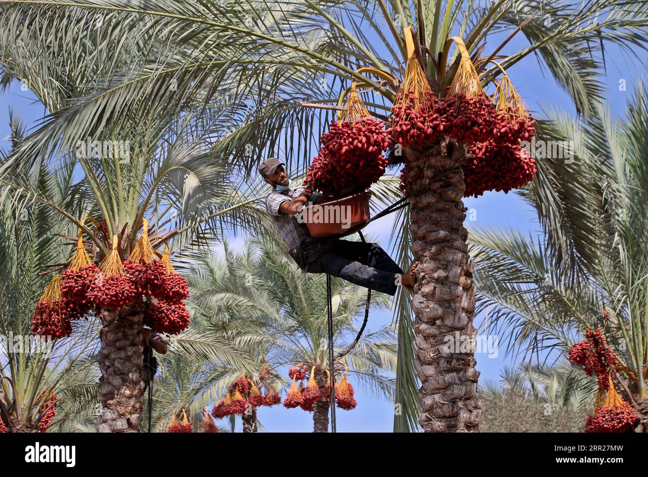 Dir al balah hi-res stock photography and images - Alamy