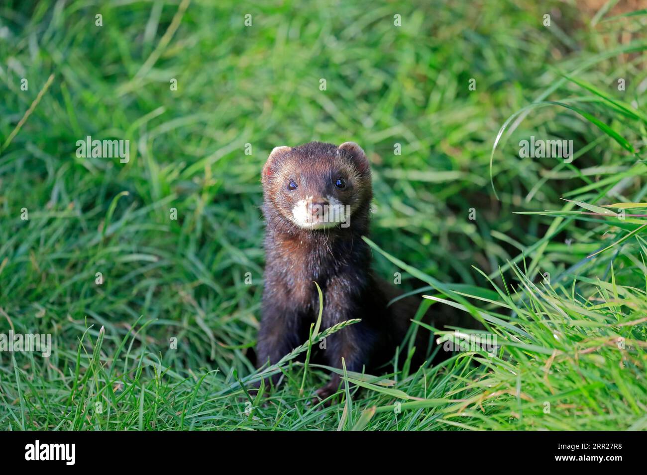 Polecat face hi-res stock photography and images - Alamy