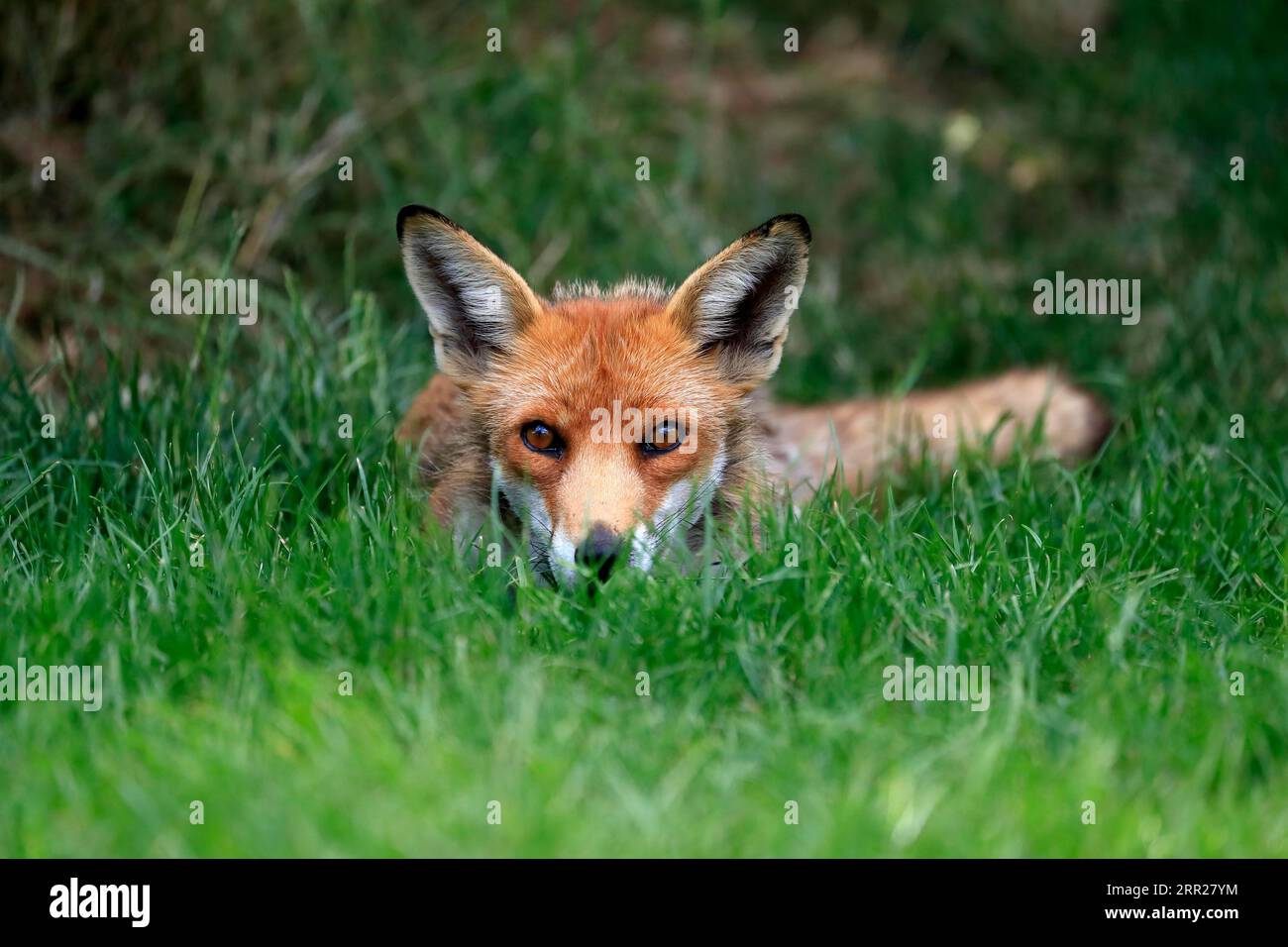 Red fox (Vulpes vulpes), adult, alert, portrait, lying, in grass ...