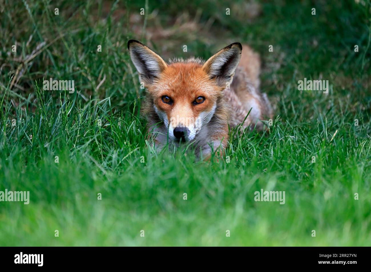 Red fox (Vulpes vulpes), adult, alert, portrait, lying, in grass ...