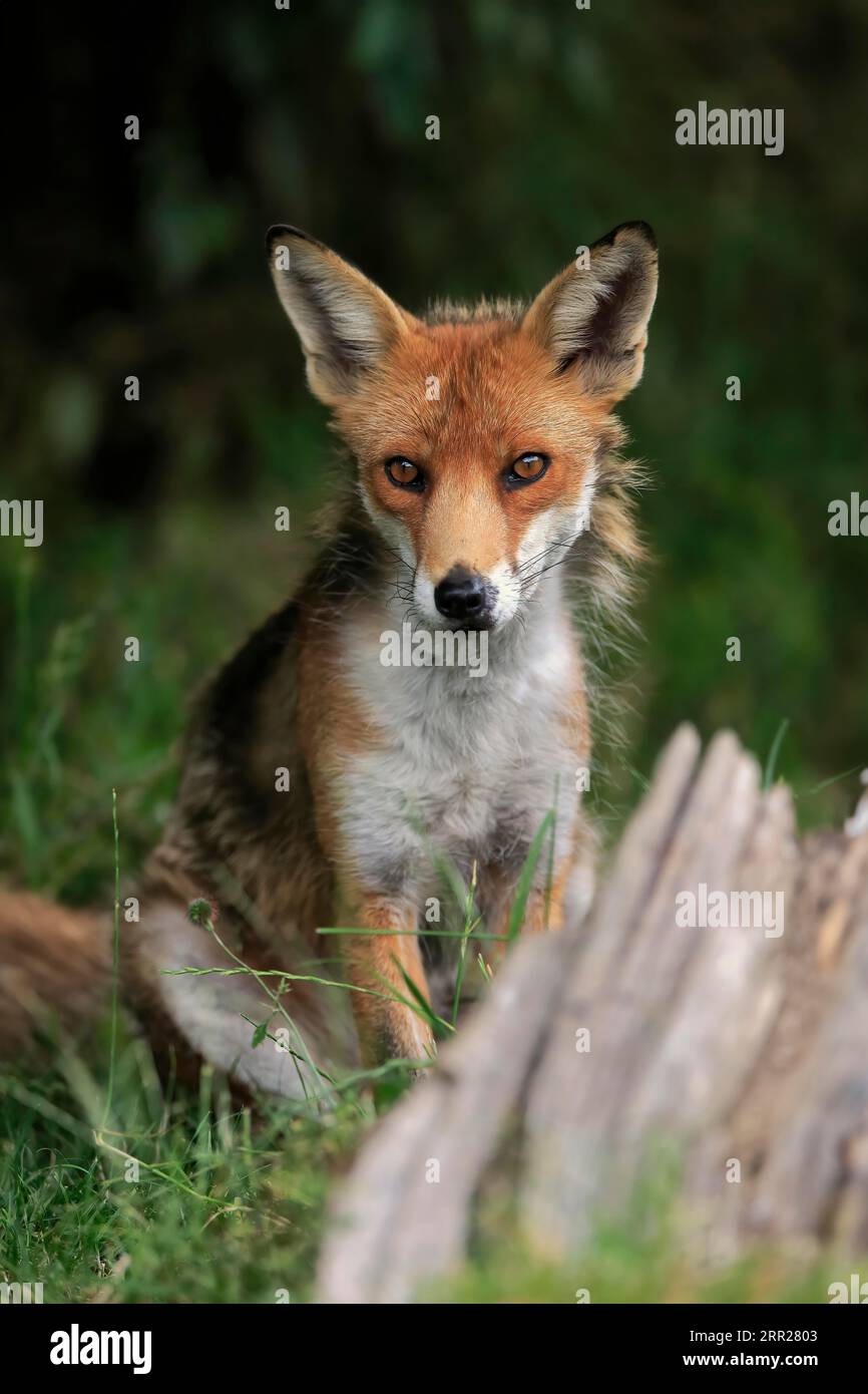 Red fox (Vulpes vulpes), adult, alert, sitting, in grass, Surrey ...