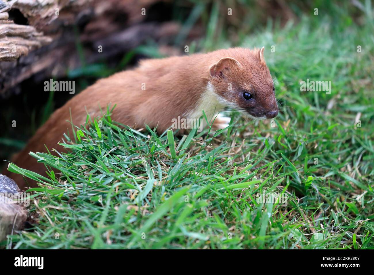 Ermine (Mustela erminea), Greater Weasel, stoat, adult, alert, Surrey ...